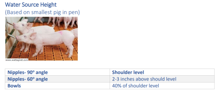 Early Pig Care: Hydration and Feed Intake - PIC North America