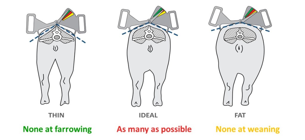 Weaning Management (2/8): Objectives at weaning for a sow - PIC UK
