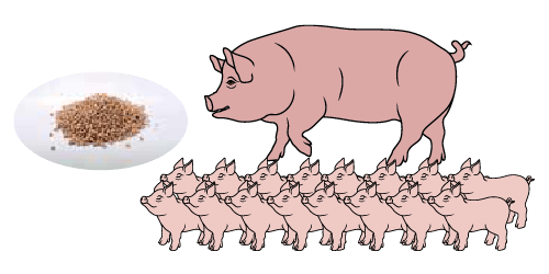 Weaning Management (5/8): Feeding of the sow - PIC UK