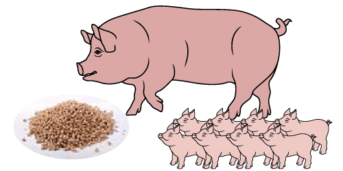 Weaning Management (5/8): Feeding of the sow - PIC UK