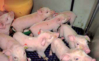 Weaning Management (8/8): Weaning Procedures - PIC UK
