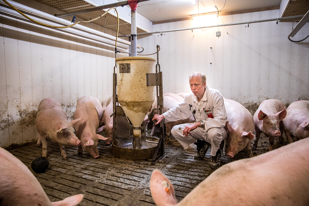 4 tips for sustainable piglet production - PIC UK
