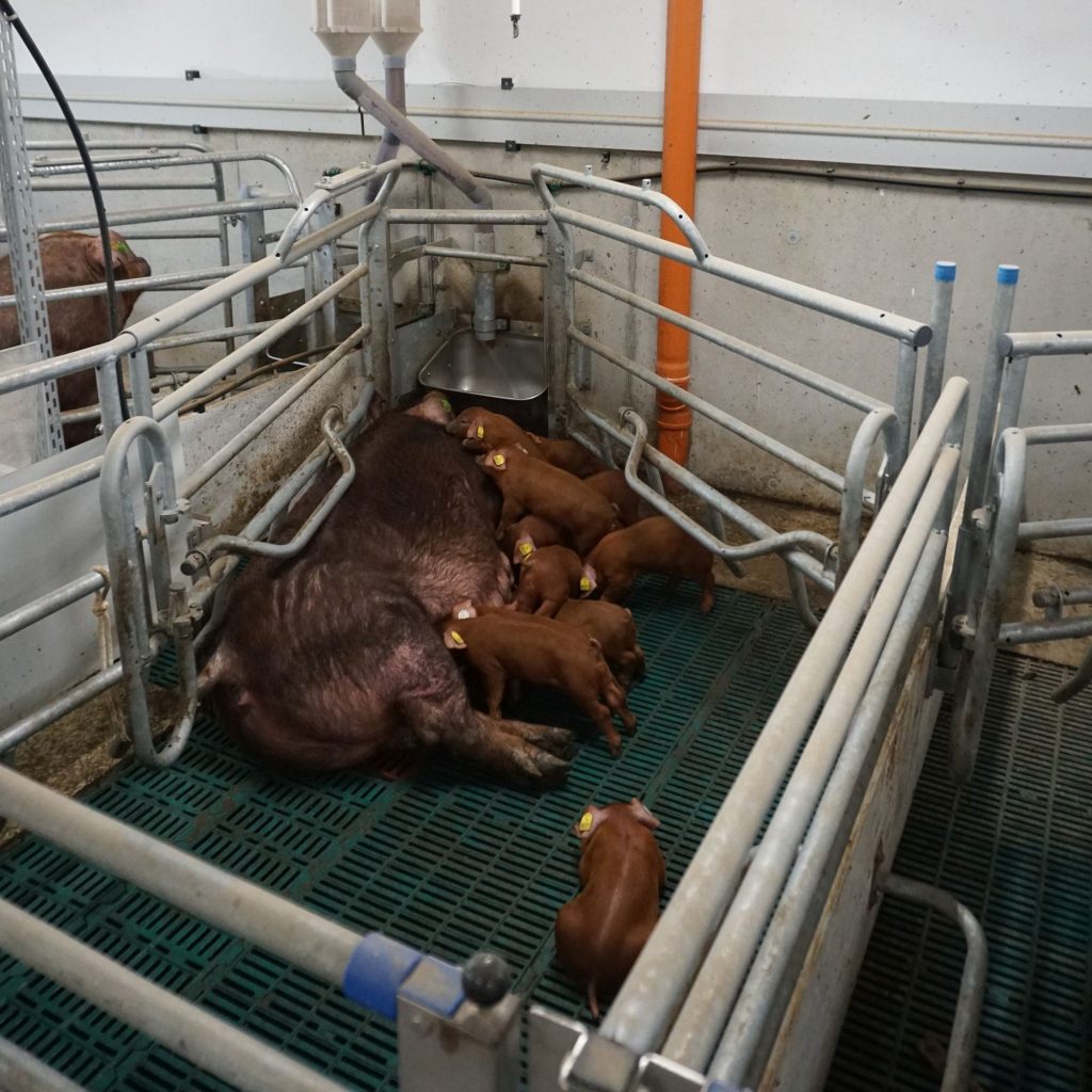 PIC®800 – Plus qu’un Duroc Danois - PIC France