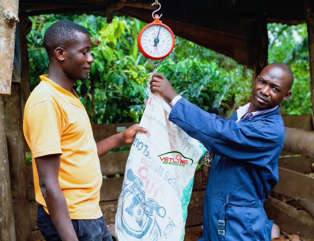 A new update on the Collaborative effort that elevates Uganda's Pig ...
