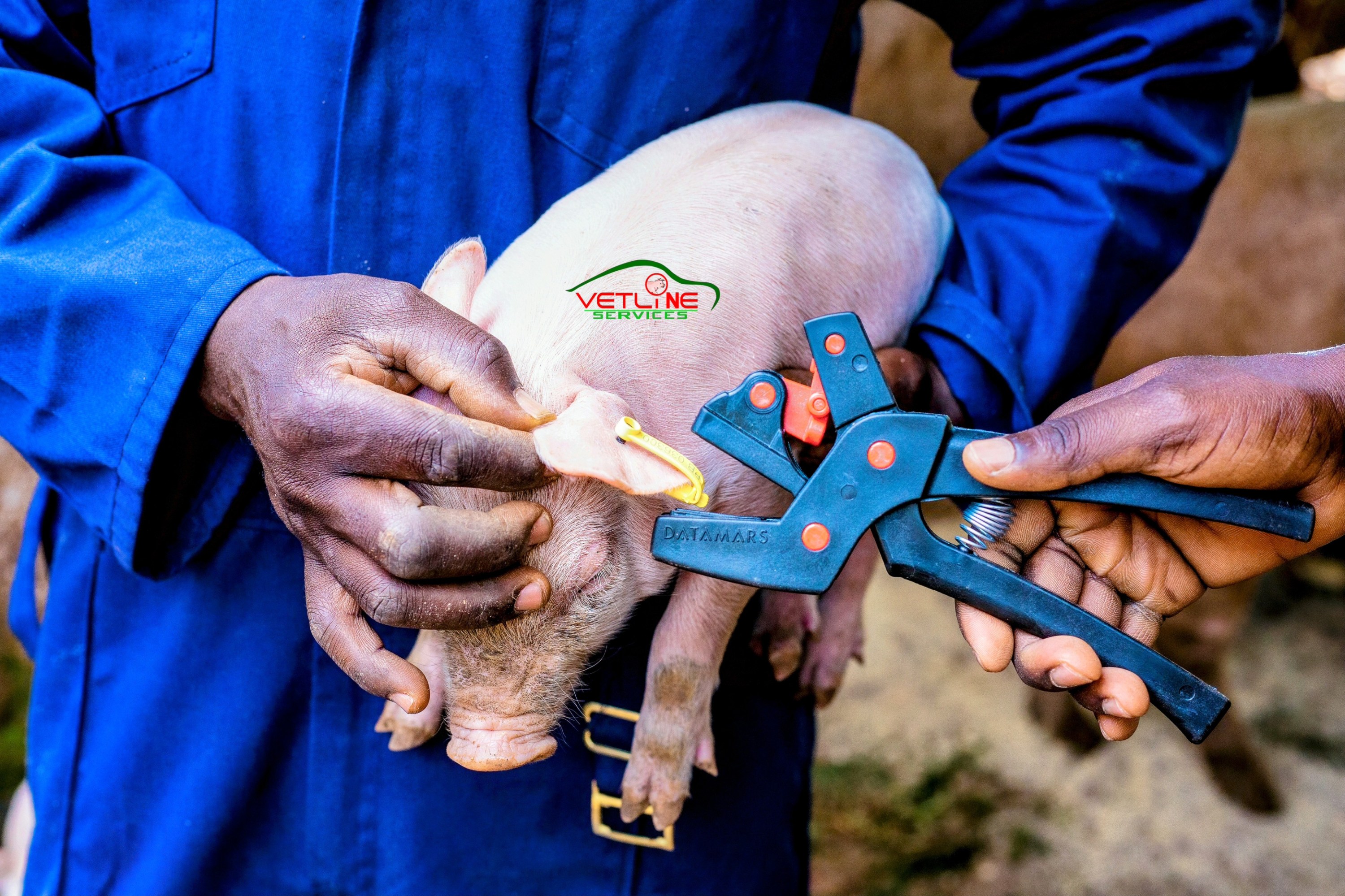 A new update on the Collaborative effort that elevates Uganda's Pig ...