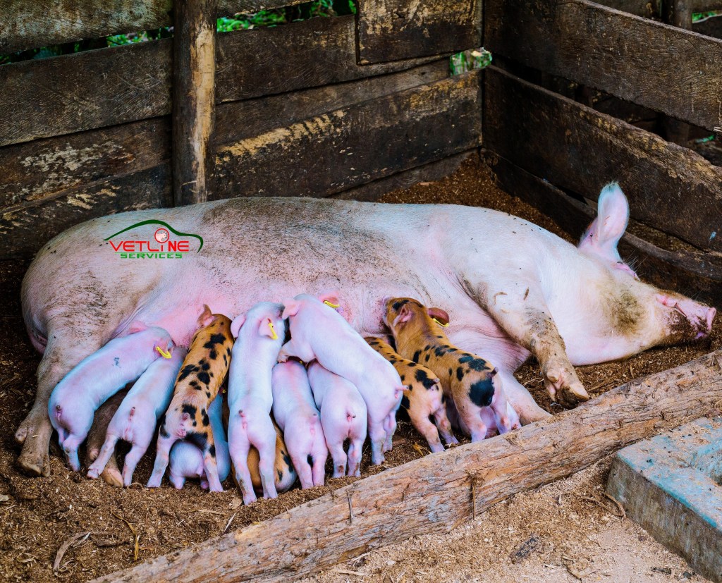 A new update on the Collaborative effort that elevates Uganda's Pig ...