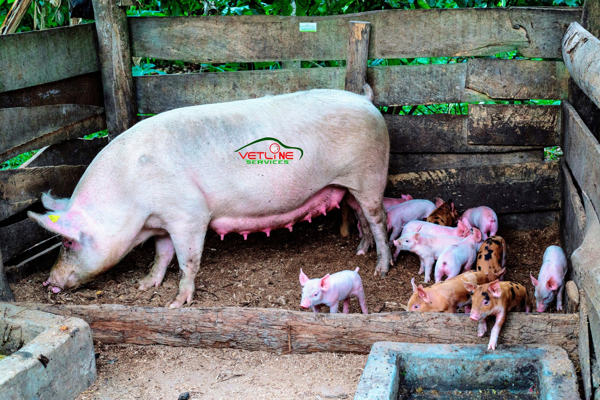 A new update on the Collaborative effort that elevates Uganda's Pig ...