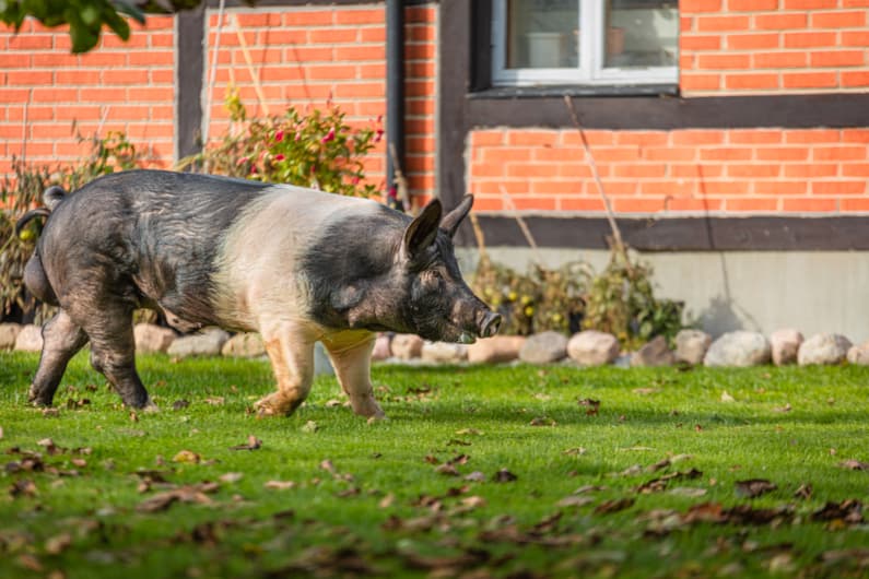 HKScan Sweden and PIC in joint new venture on the Hampshire pig breed ...