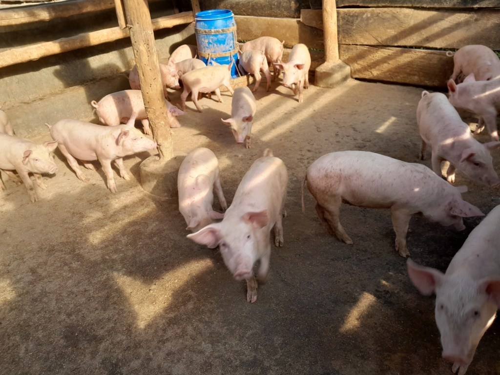 Empowering Communities: The ongoing contribution of PIC®, Vetline, and ...