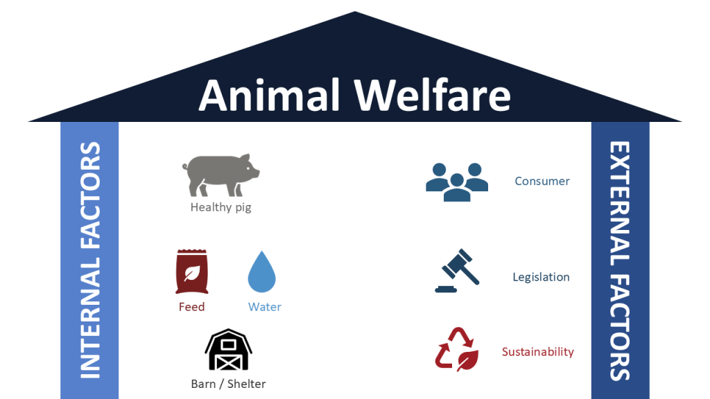 Animal welfare in the pig industry: From theory to practice - PIC UK